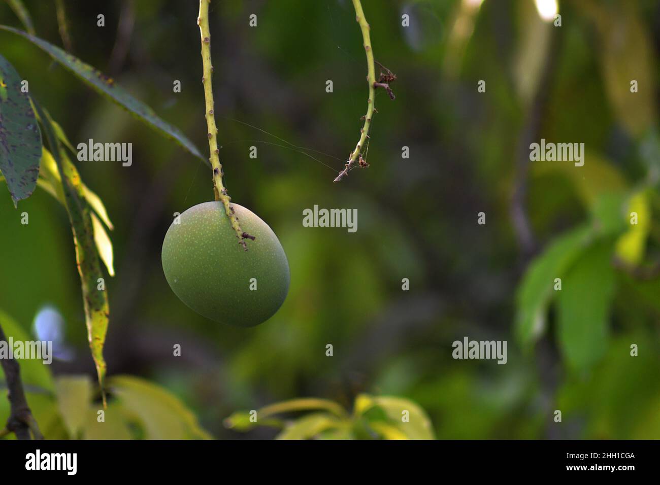 Fresh raw unripe mango on a mango tree summer india hi-res stock ...