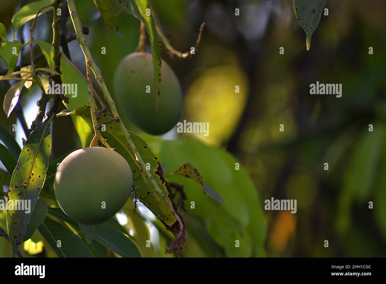 Fresh raw/unripe mango on a mango tree/Summer/India Stock Photo - Alamy