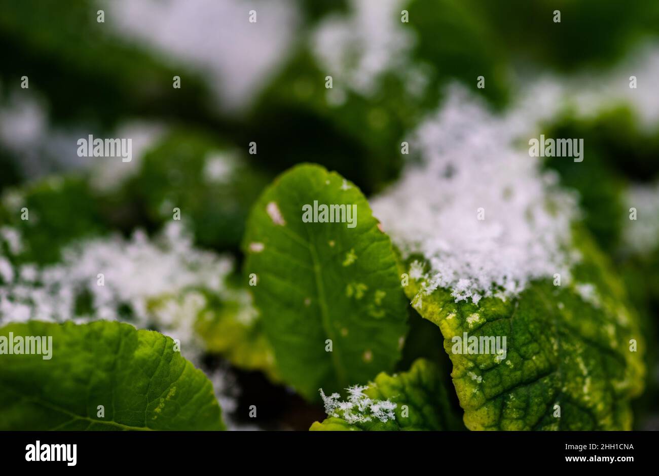 Petunia plant under snow in the garden Stock Photo - Alamy