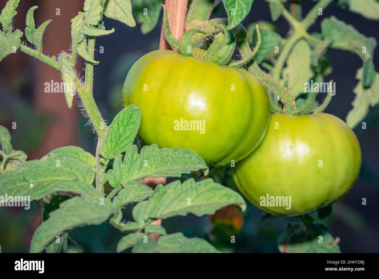 Green Tomato (Solanum lycopersicum) fruit growing, Africa Stock Photo ...