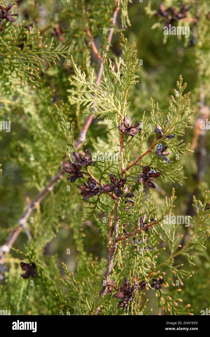 Thuja cone hi-res stock photography and images - Alamy