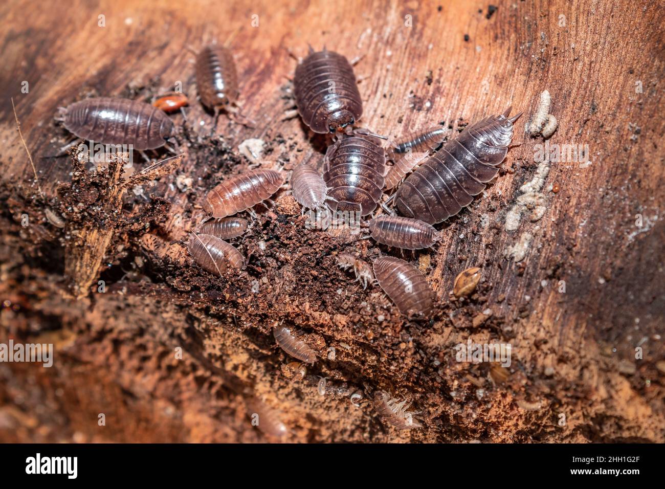 Brown common woodlouse (Oniscus asellus), Cape Town, South Africa Stock ...