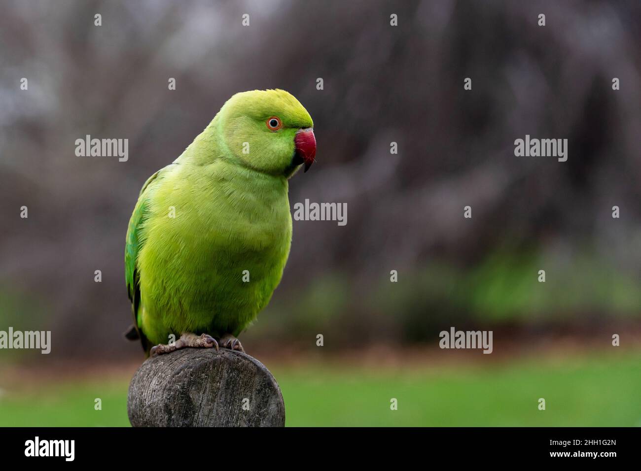 A green parrot sitting on a bench in London Stock Photo - Alamy