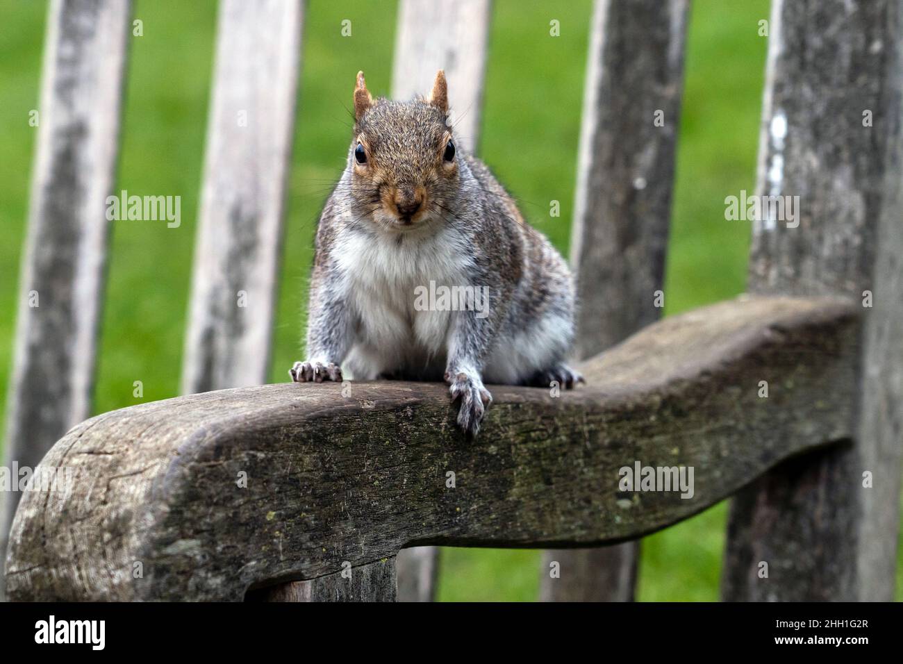 A grey squirrel is sitting on a bench in Hyde Park, London Stock Photo ...