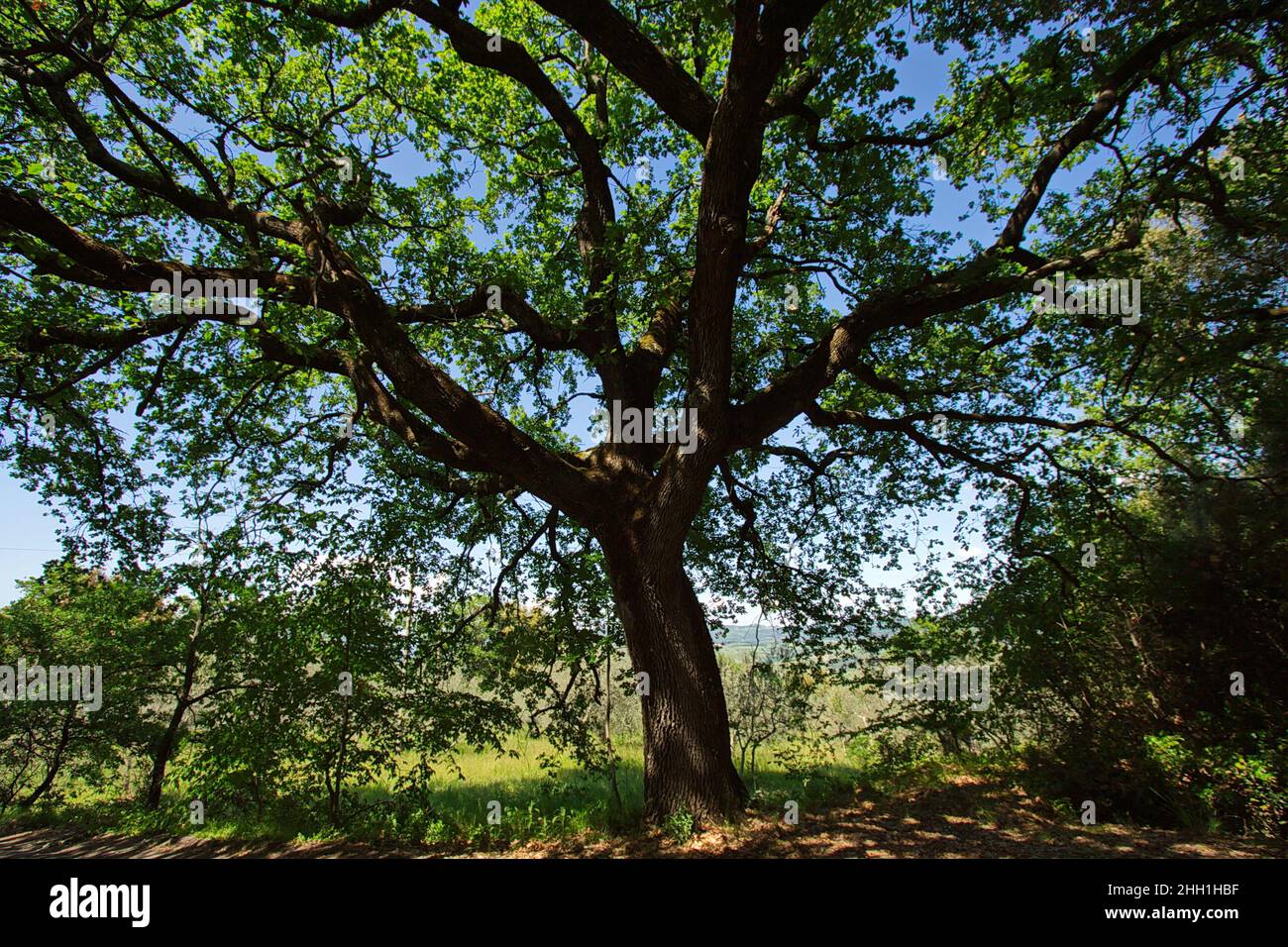 Giant oak tree in Province of Siena,Tuscany,Italy,Europe Stock Photo ...
