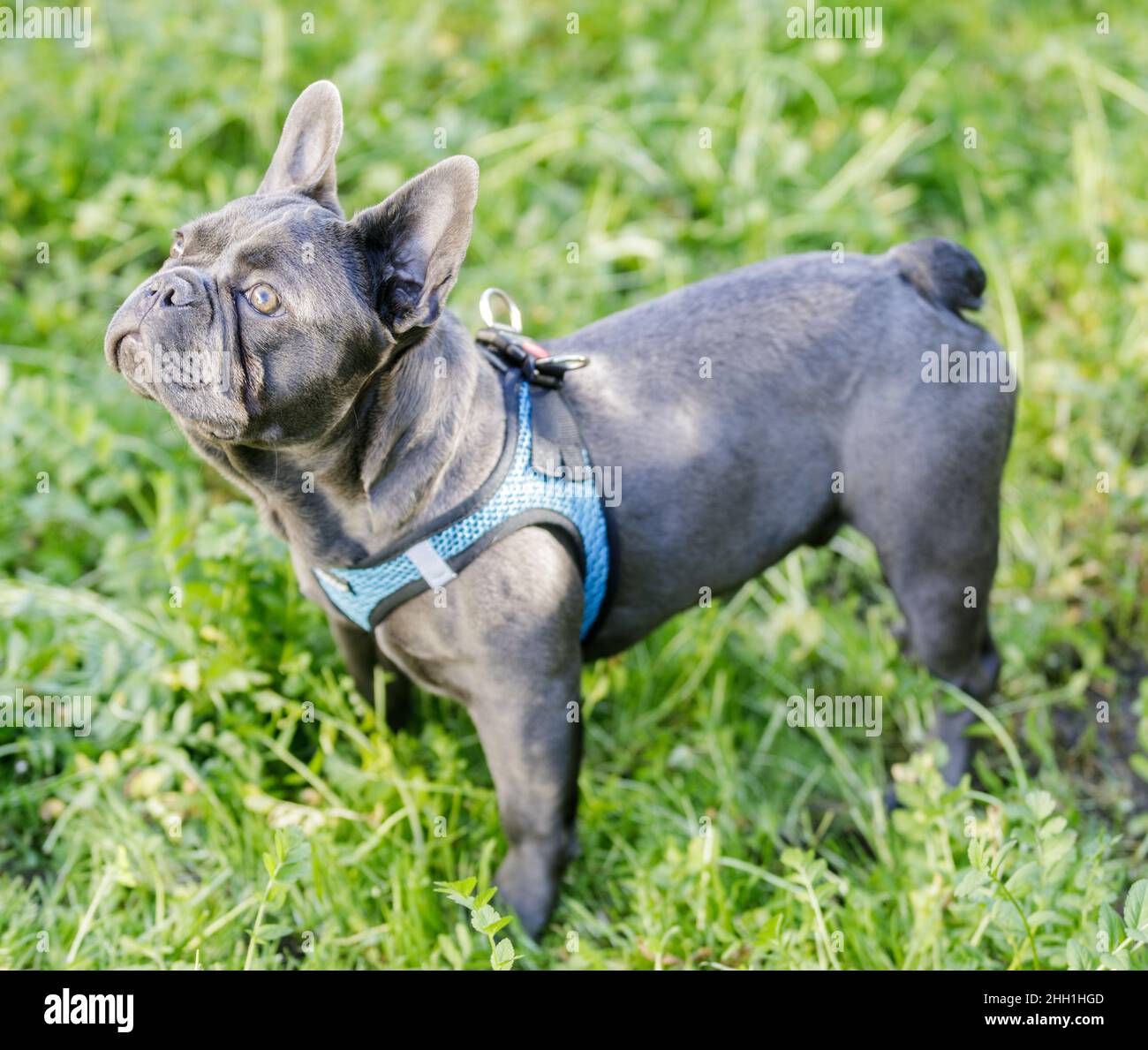 Gray French Bulldog