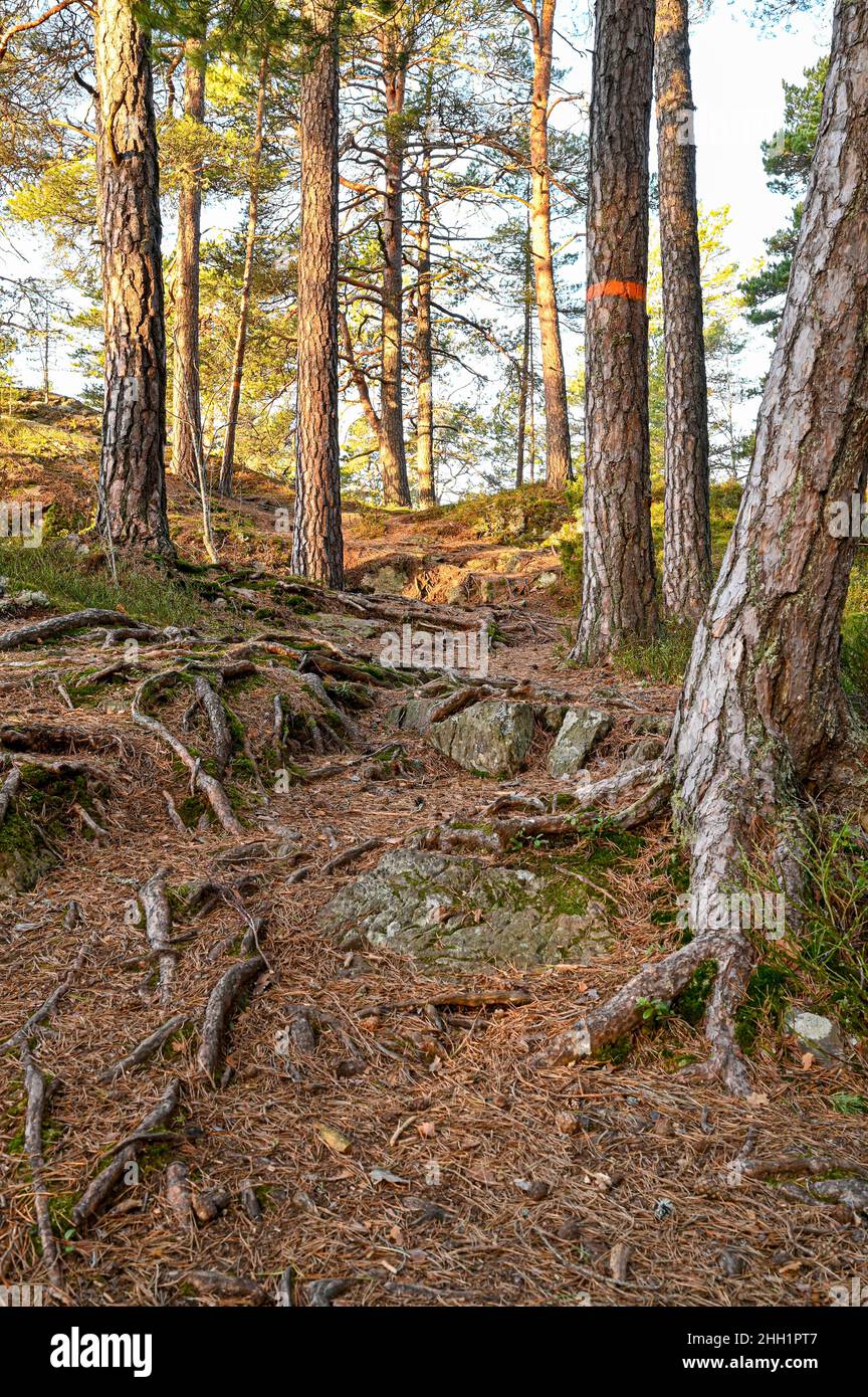 rough forest terrain with rocks and roots Stock Photo - Alamy