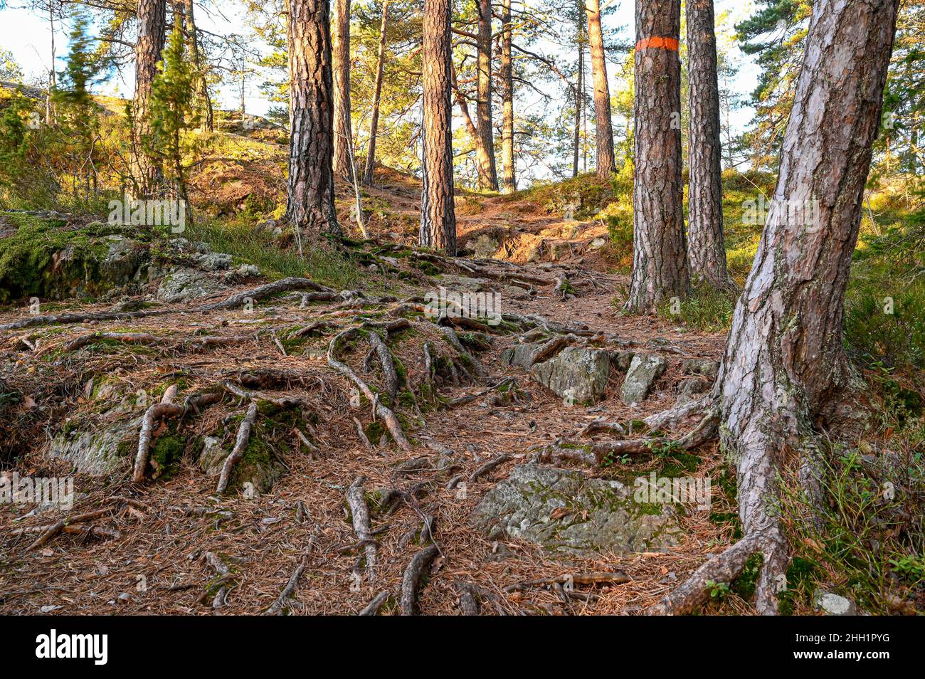 rough forest terrain with rocks and roots Stock Photo - Alamy
