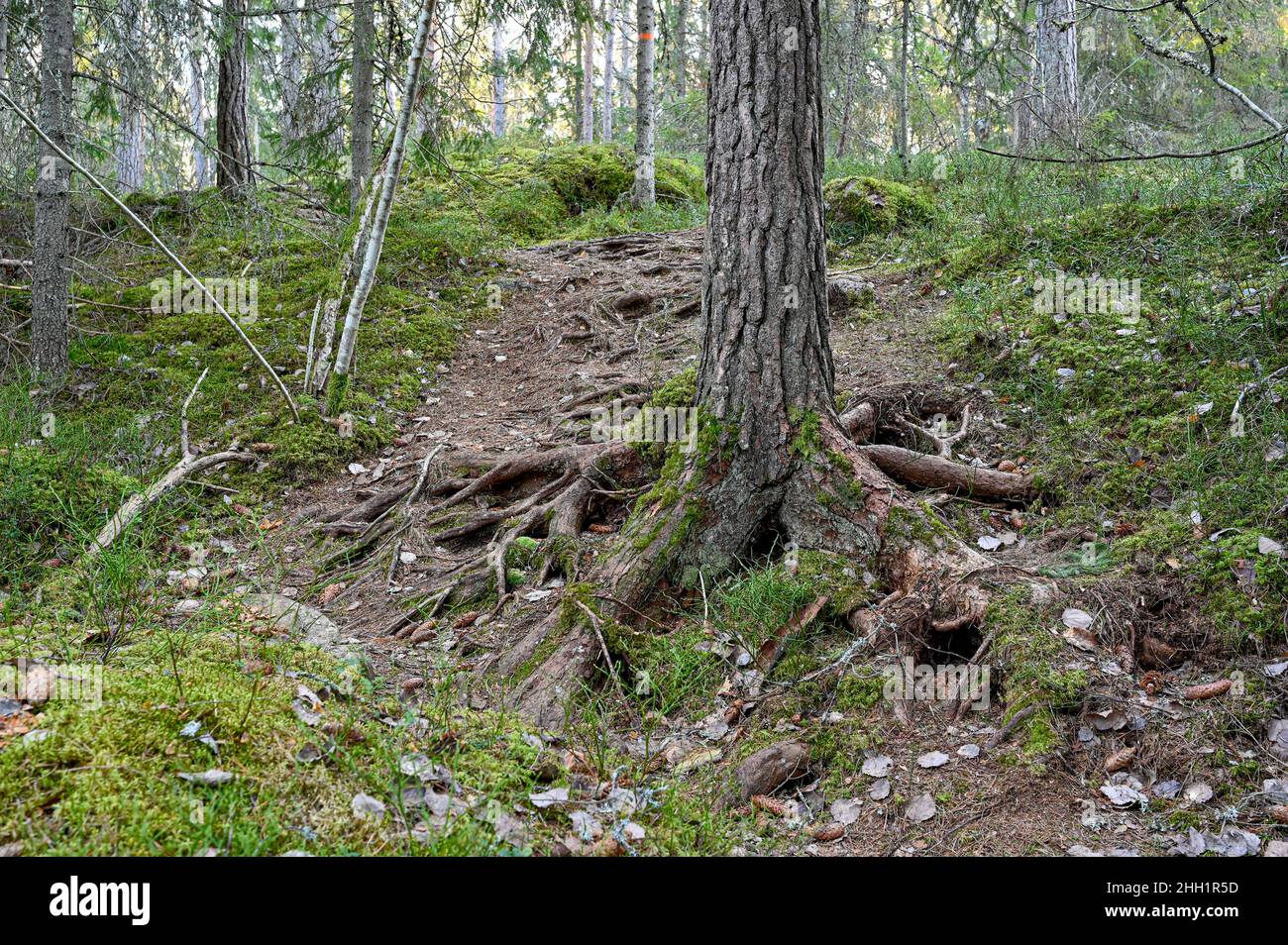 rough terrain through forest with lots of roots Stock Photo - Alamy