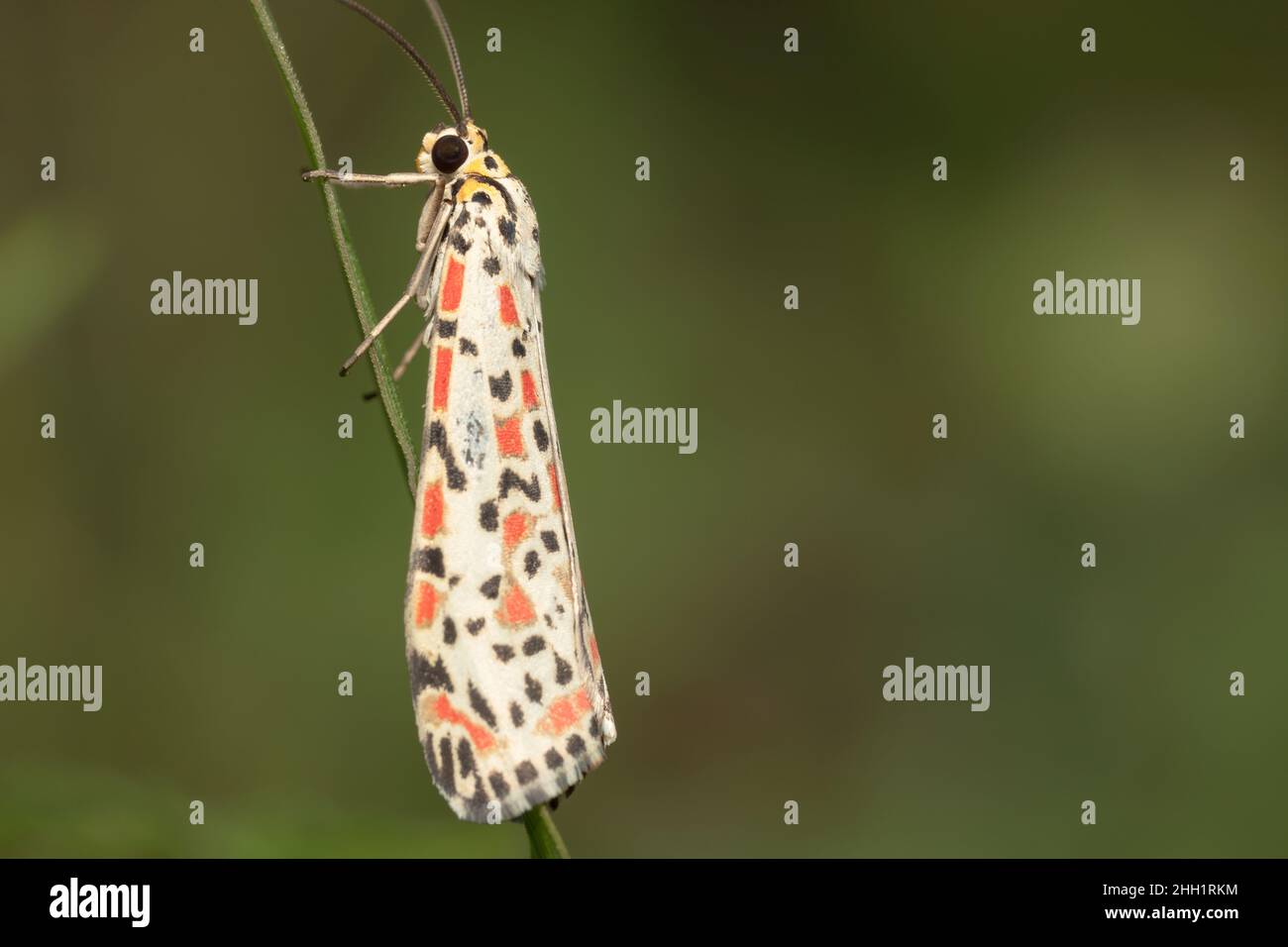 Brown striped moth hi-res stock photography and images - Alamy
