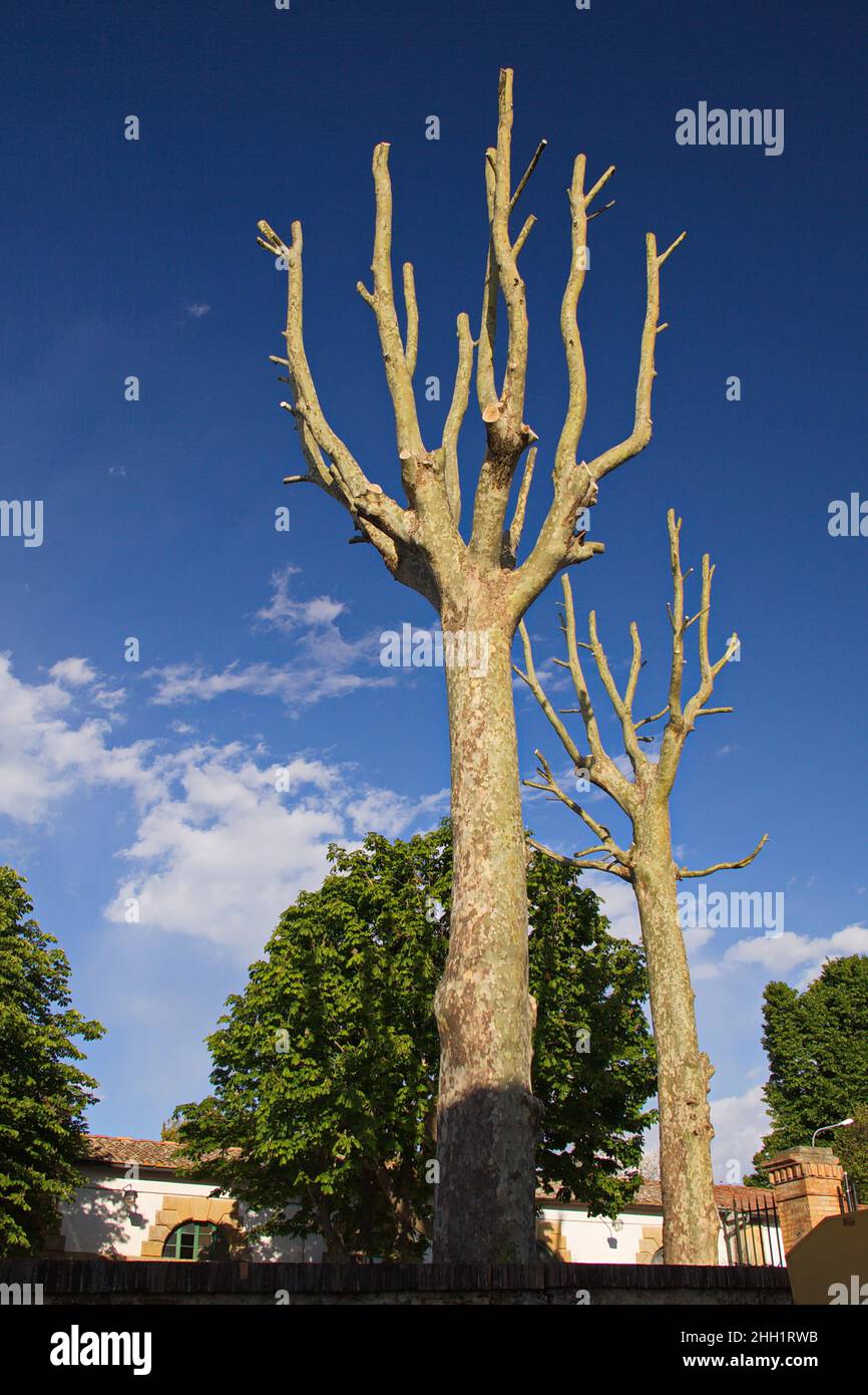 Dead trees in Volterra,Province of Siena,Tuscany,Italy,Europe Stock ...