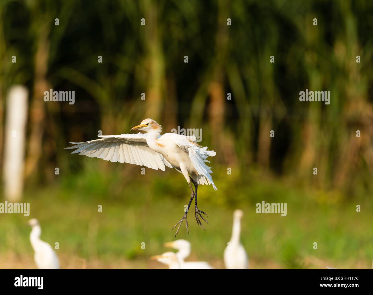This is an image of indian cattle egret bird in flight Stock Photo - Alamy
