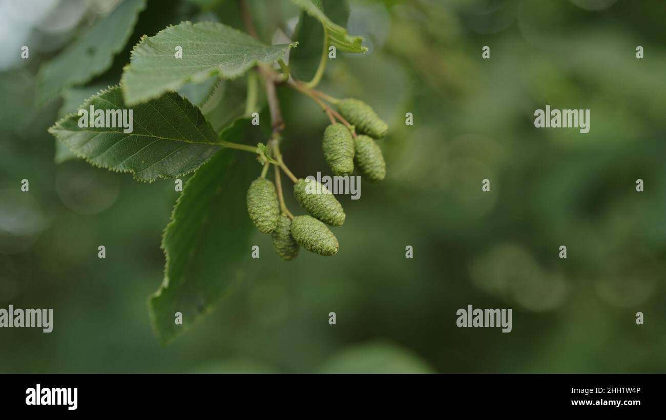 alder tree branch during late spring, wide photo Stock Photo - Alamy