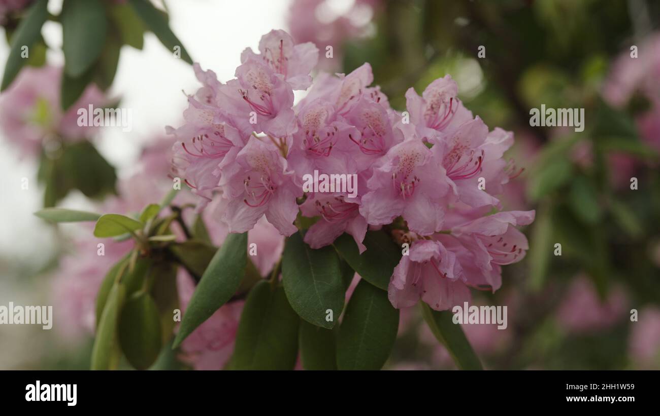 pink azalea flowers in a garden, wide photo Stock Photo - Alamy