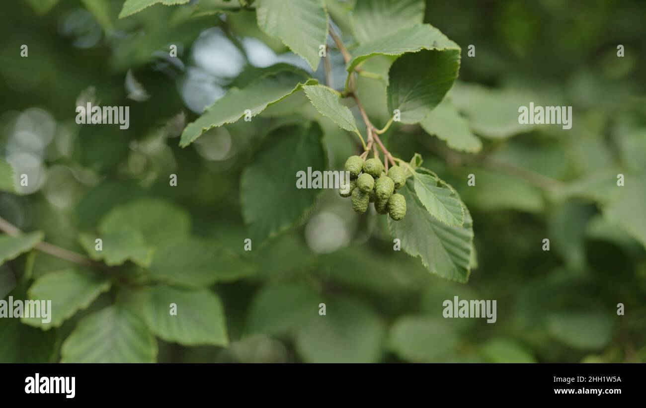 alder tree branch during late spring, wide photo Stock Photo - Alamy