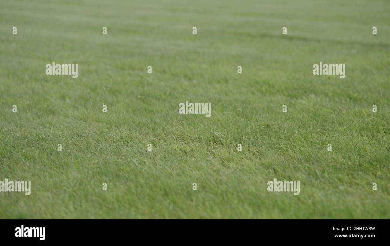 shot of grass field closeup, wide photo Stock Photo - Alamy