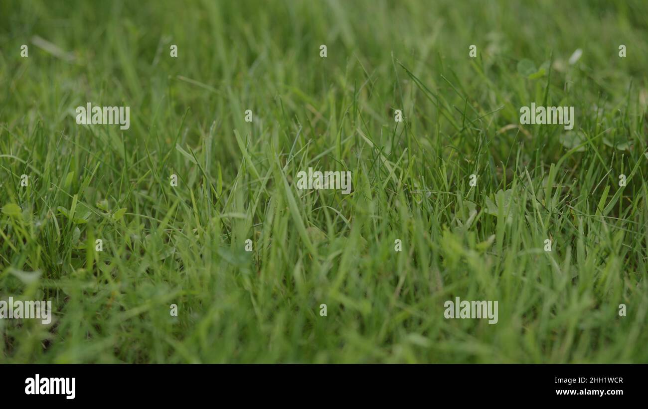 shot of grass field closeup, wide photo Stock Photo - Alamy