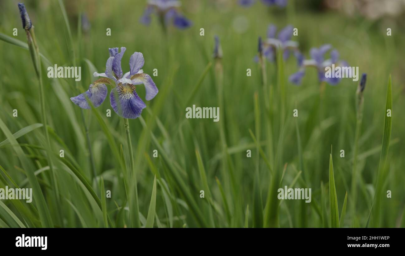 Violet iris flowers in wind hi-res stock photography and images - Alamy