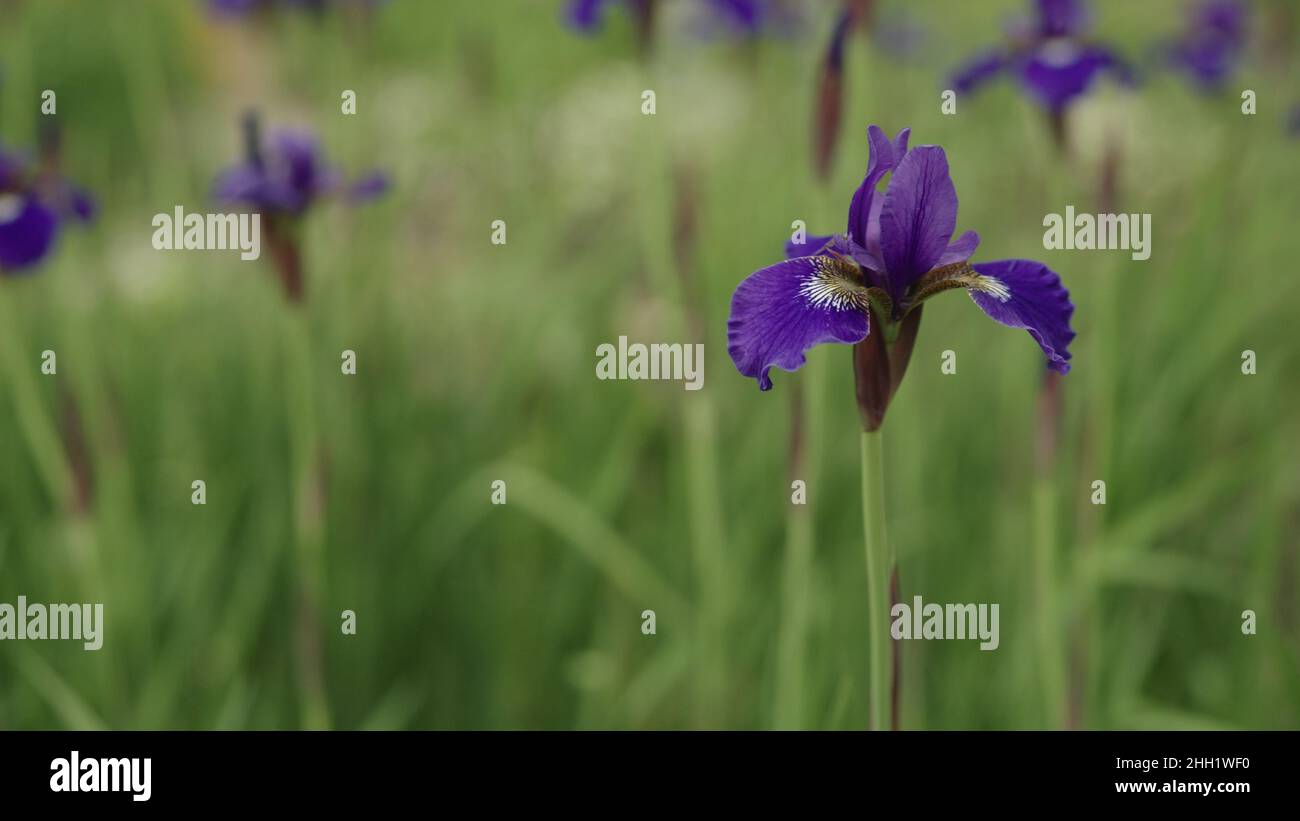 Violet iris flowers in wind hi-res stock photography and images - Alamy