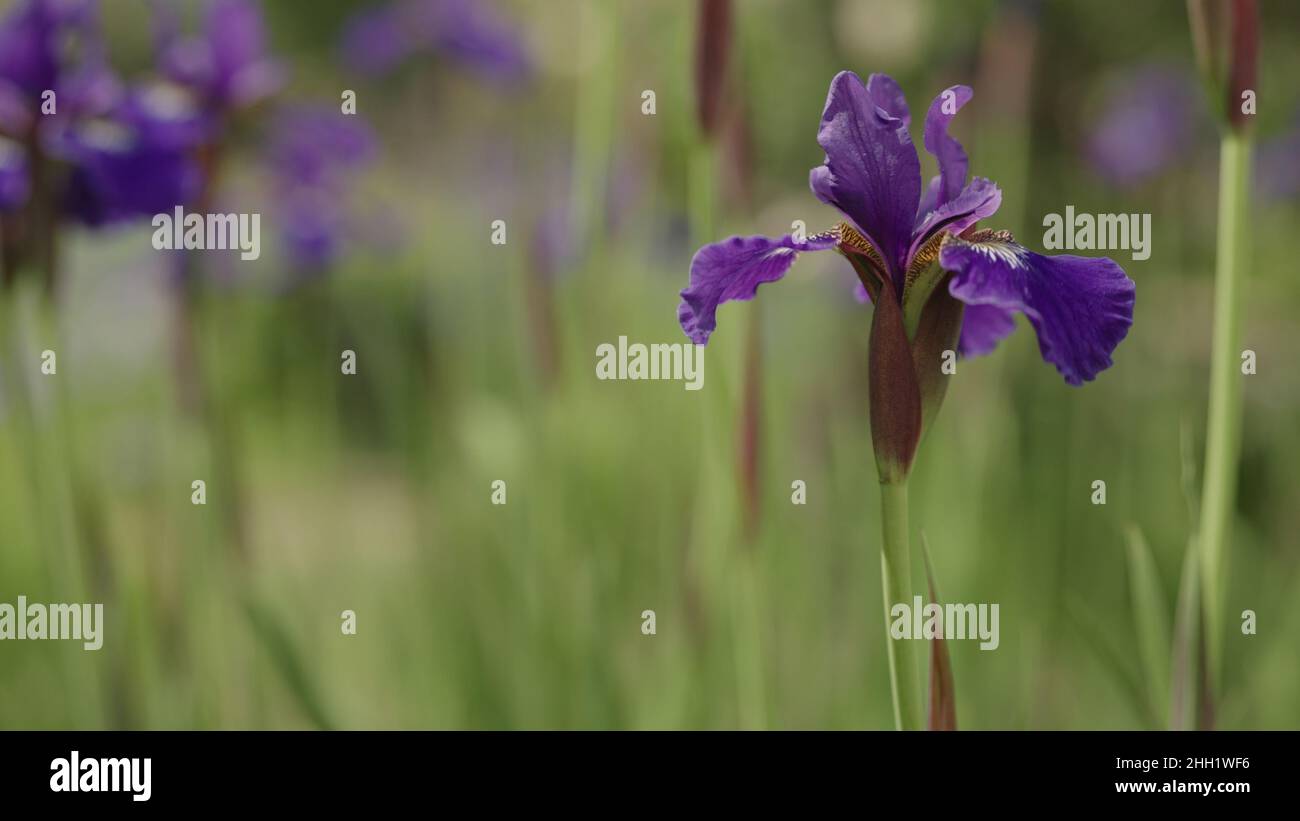 Beautiful iris flowers on wind hi-res stock photography and images - Alamy