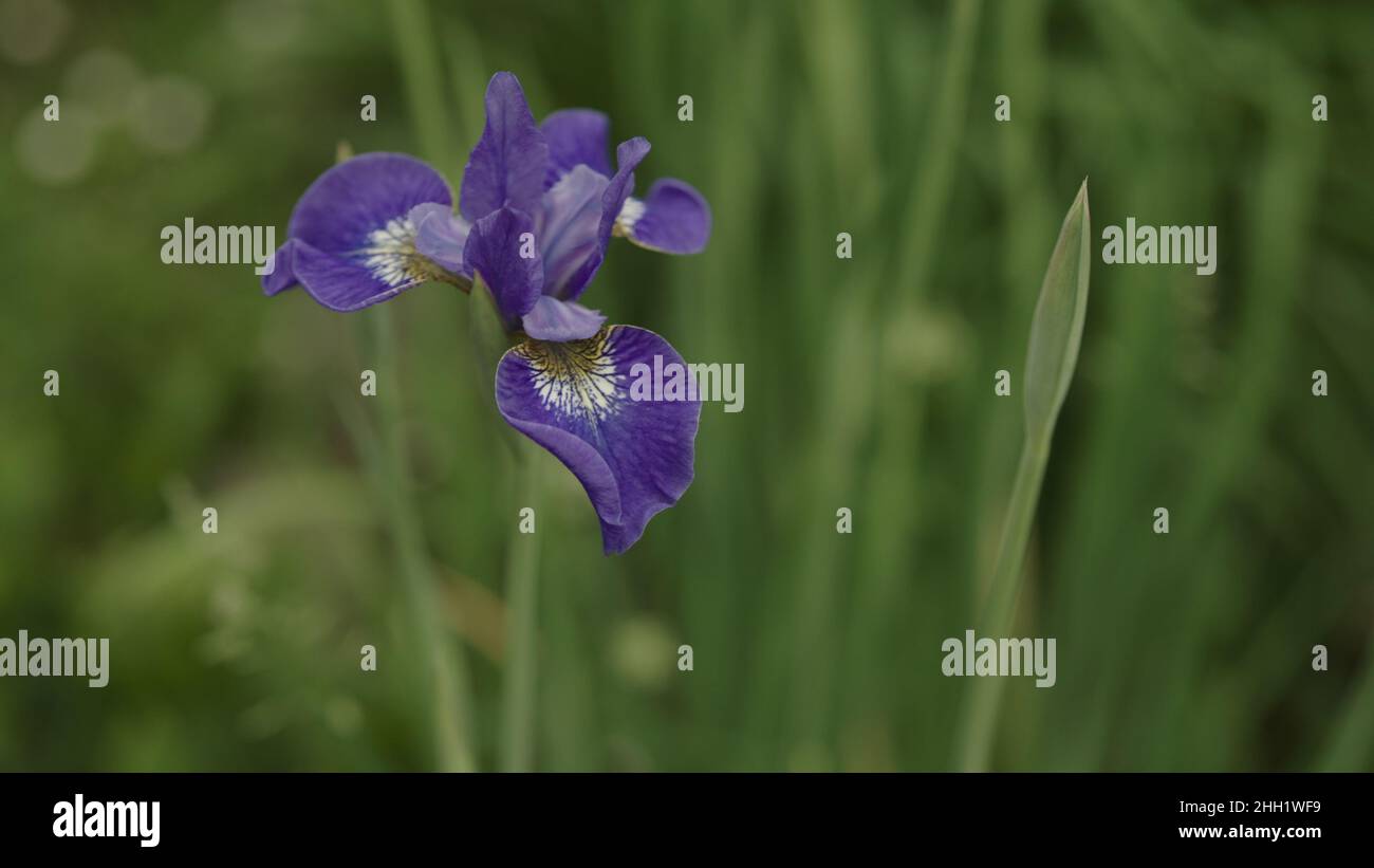 Beautiful iris flowers on wind hi-res stock photography and images - Alamy
