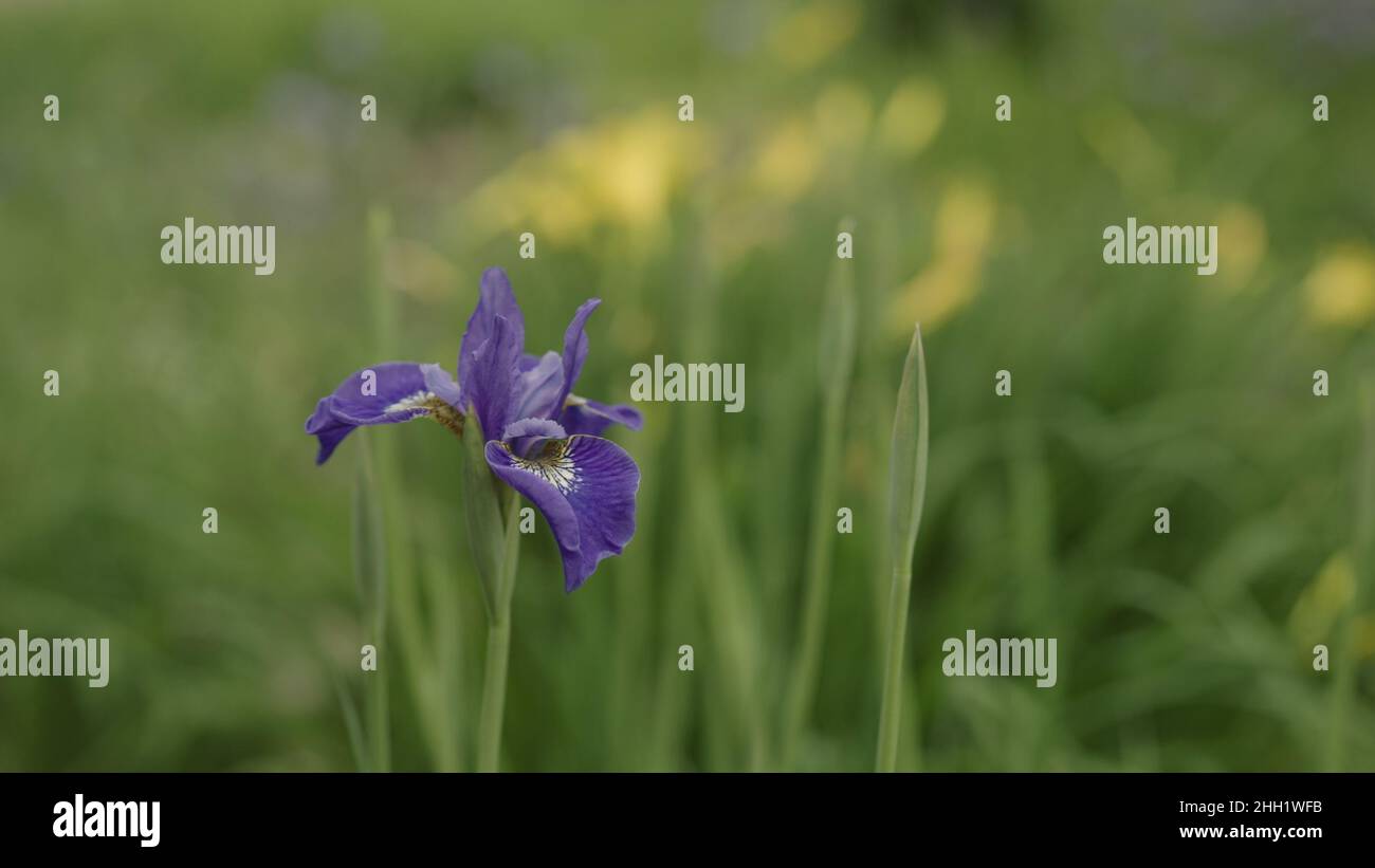 Violet iris flowers in wind hi-res stock photography and images - Alamy