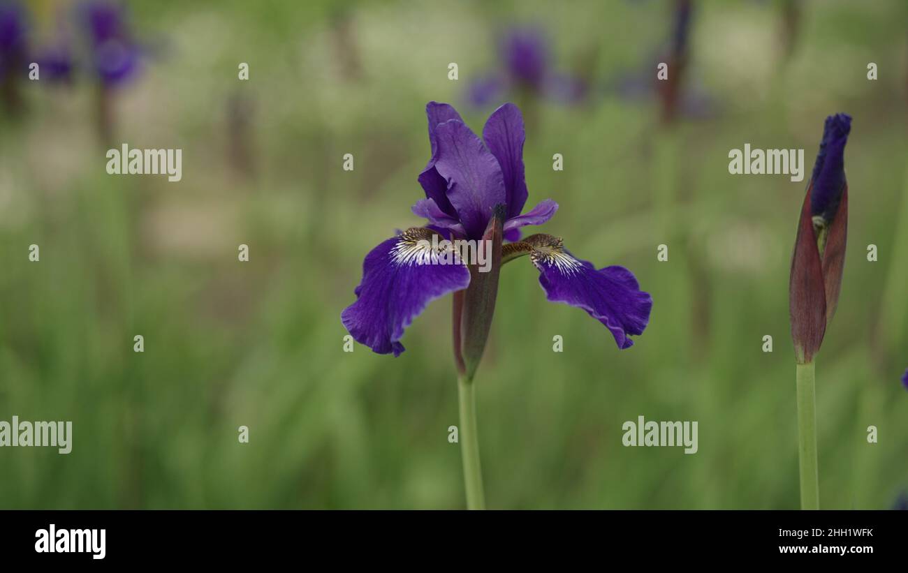Beautiful violet iris flower sway hi-res stock photography and images ...