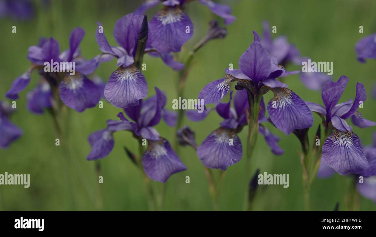 Beautiful iris flowers on wind hi-res stock photography and images - Alamy