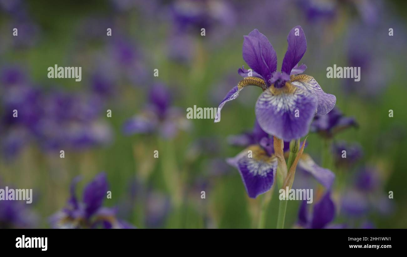 violet iris flowers in a garden closeup, wide photo Stock Photo - Alamy