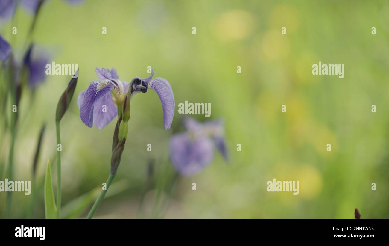 violet iris flowers in a garden closeup, wide photo Stock Photo - Alamy