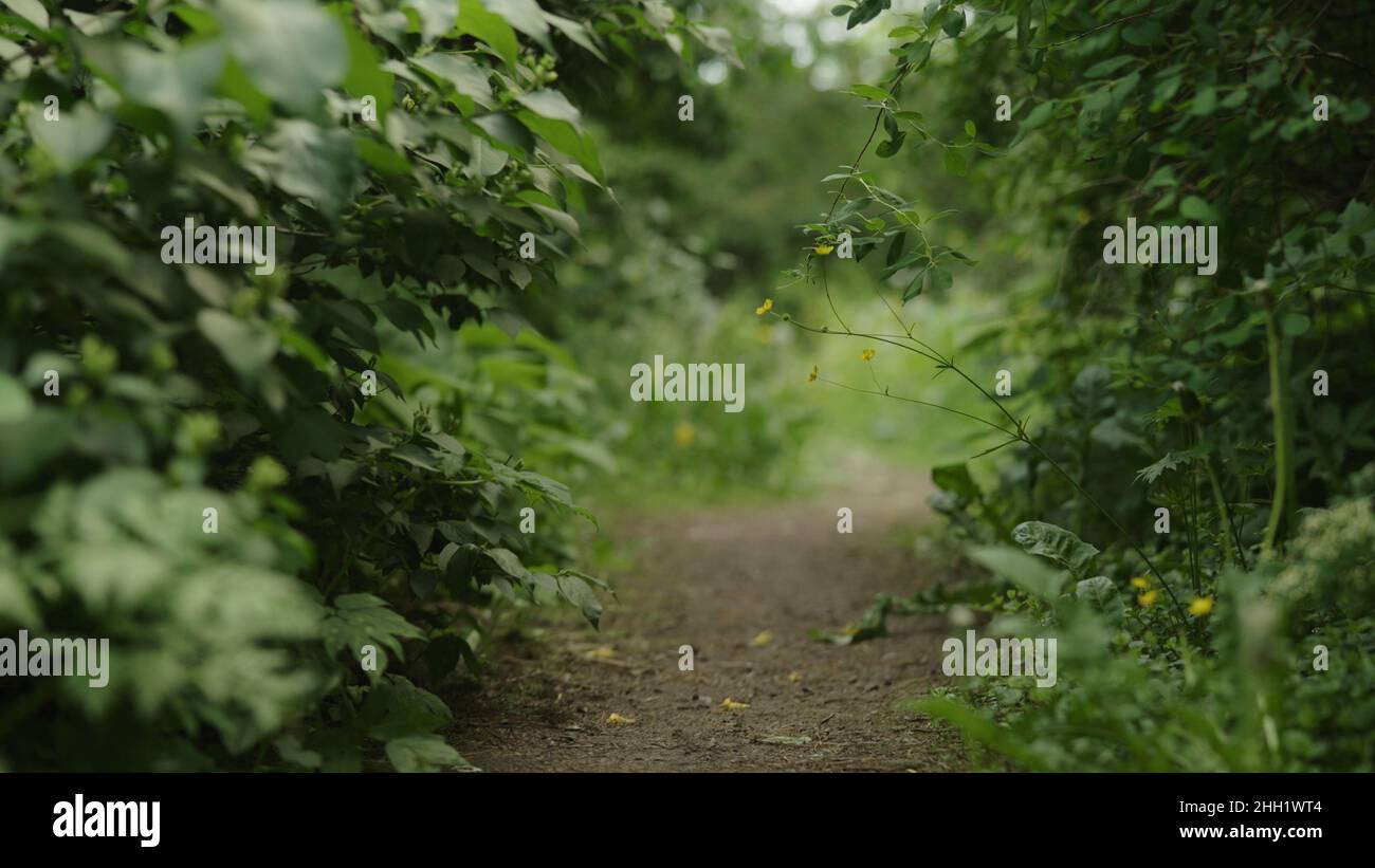 pathway in a park low angle, wide photo Stock Photo - Alamy