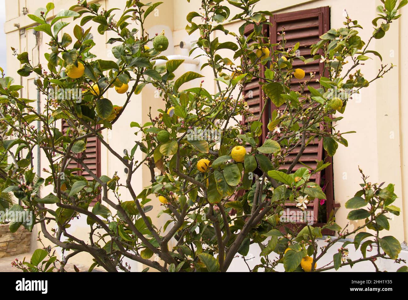 Lemon tree at a house in Florence,Tuscany,Italy,Europe Stock Photo - Alamy