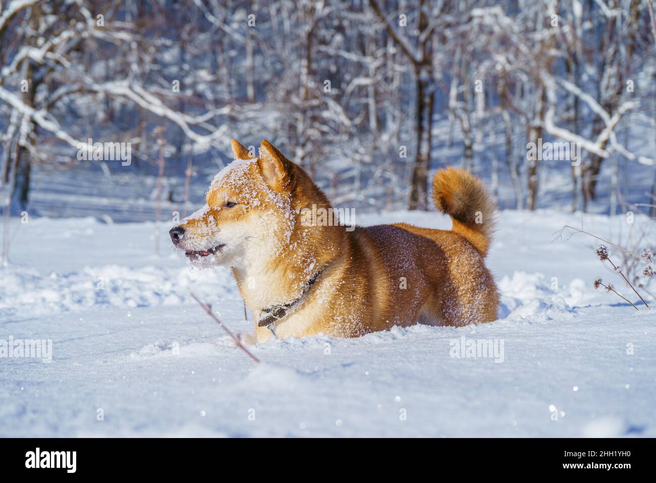 The Shiba Inu Japanese dog plays in the snow in winter Stock Photo - Alamy