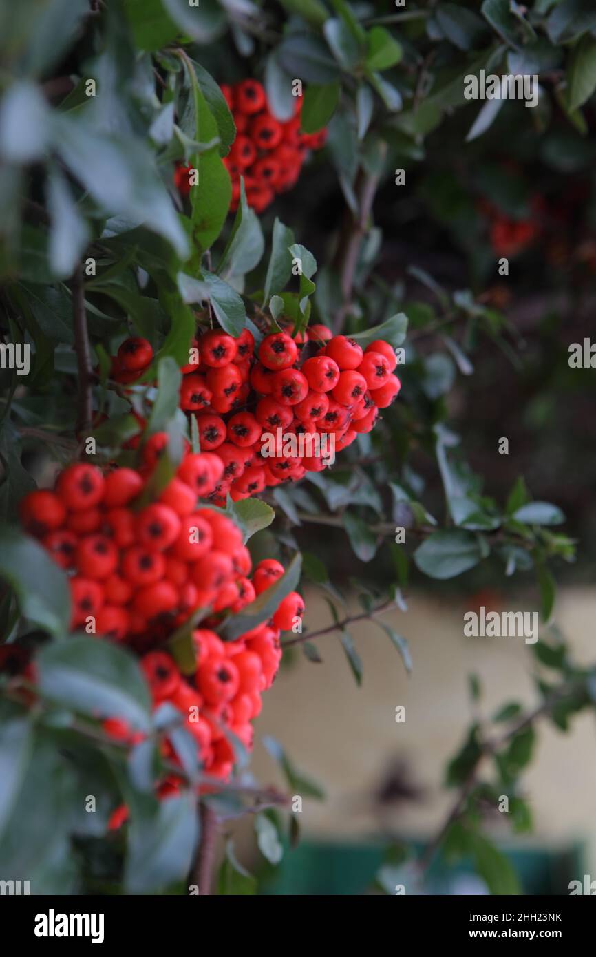 Pyracantha, an ornamental evergreen snow-covered shrub Stock Photo - Alamy