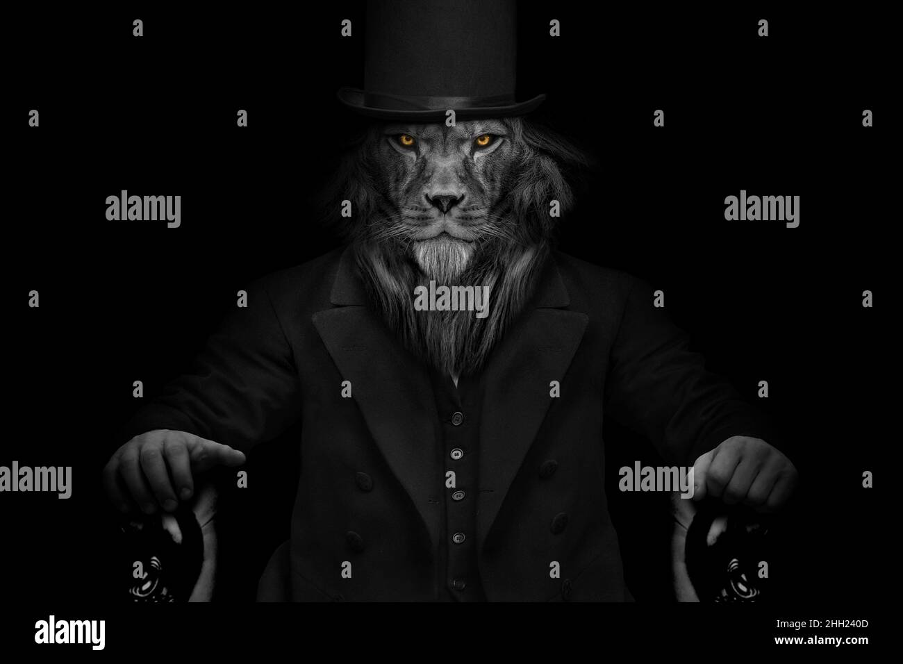 Man in the form of a Lion , The lion person , animal face isolated ...