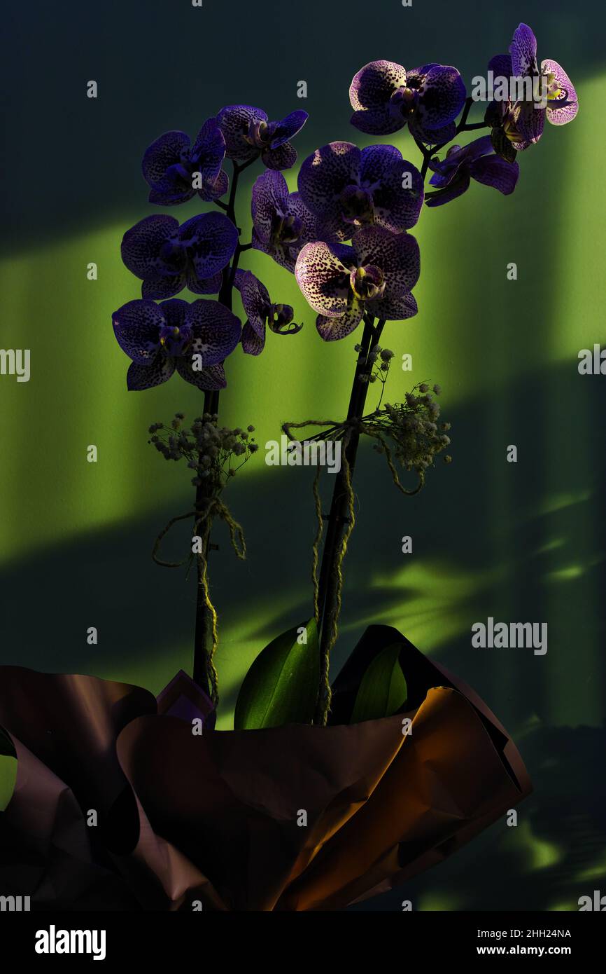 Beautiful Purple orchid with multiple flowers indoor at night with ...