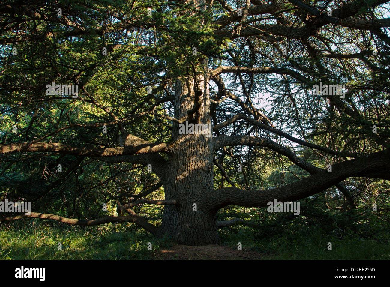 Giant tree in park at Castello di Miramare in Grignano near Trieste ...