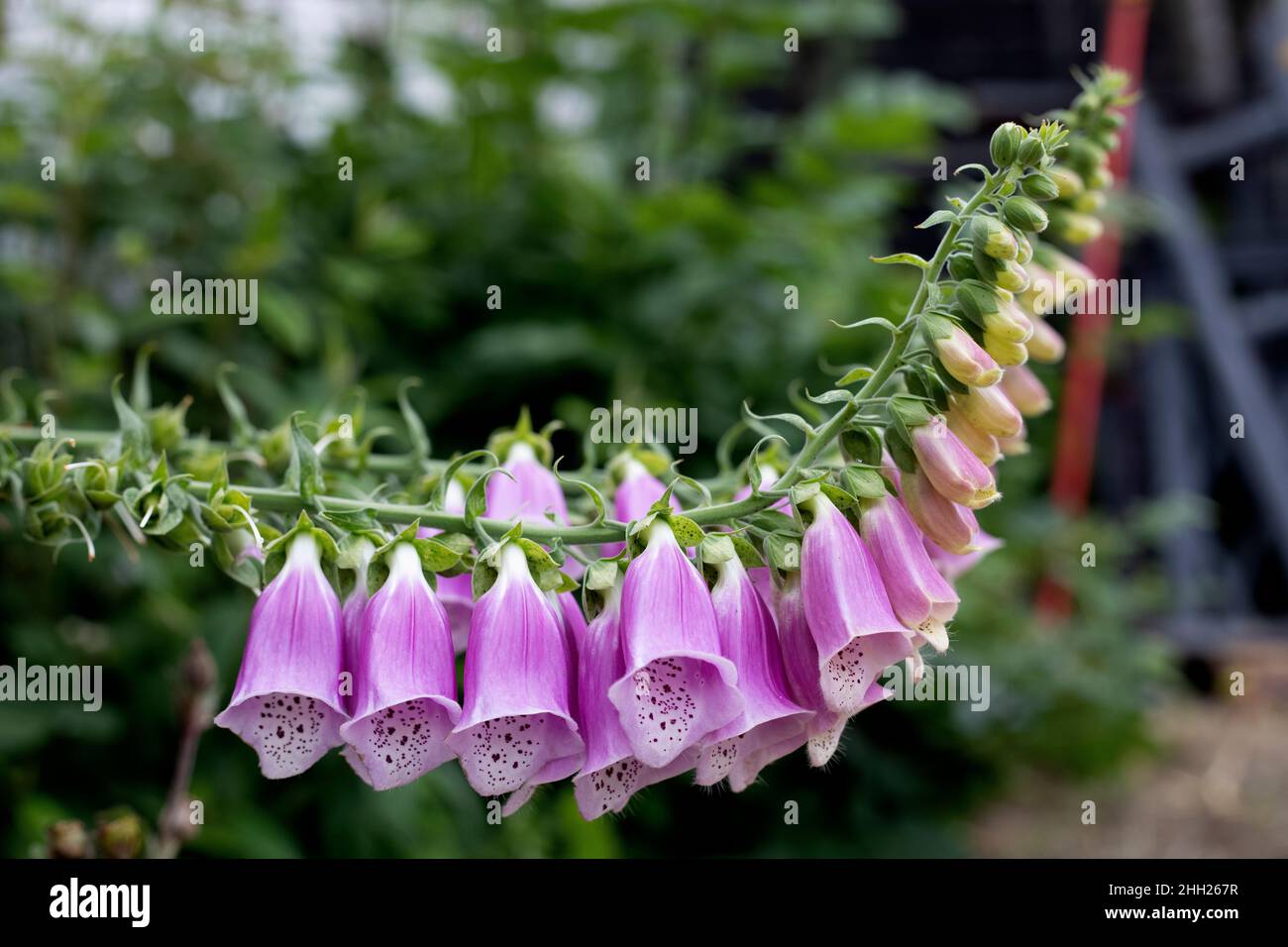 Bluebells in spring in a garden Stock Photo - Alamy