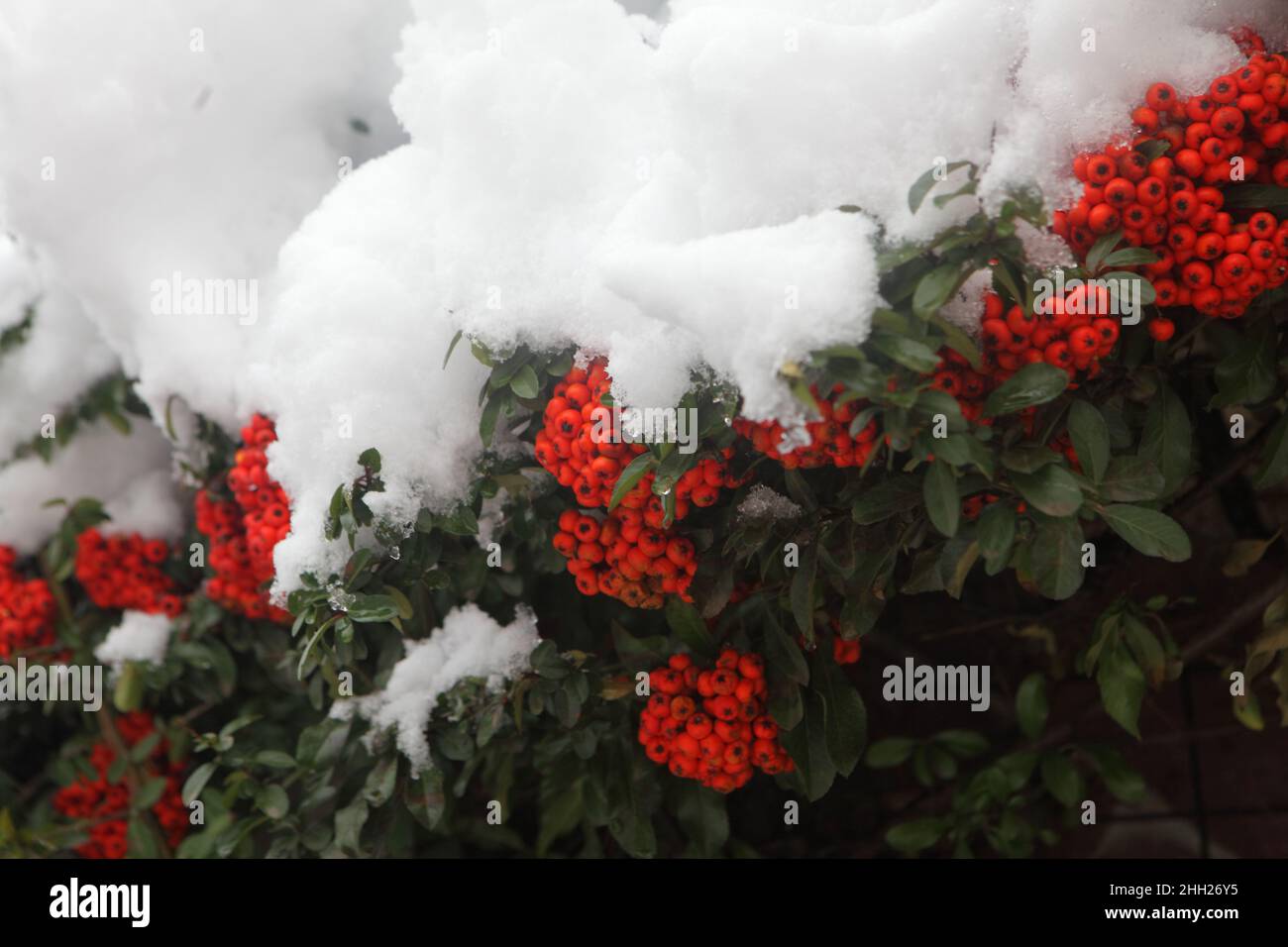 Pyracantha, an ornamental evergreen snow-covered shrub Stock Photo - Alamy