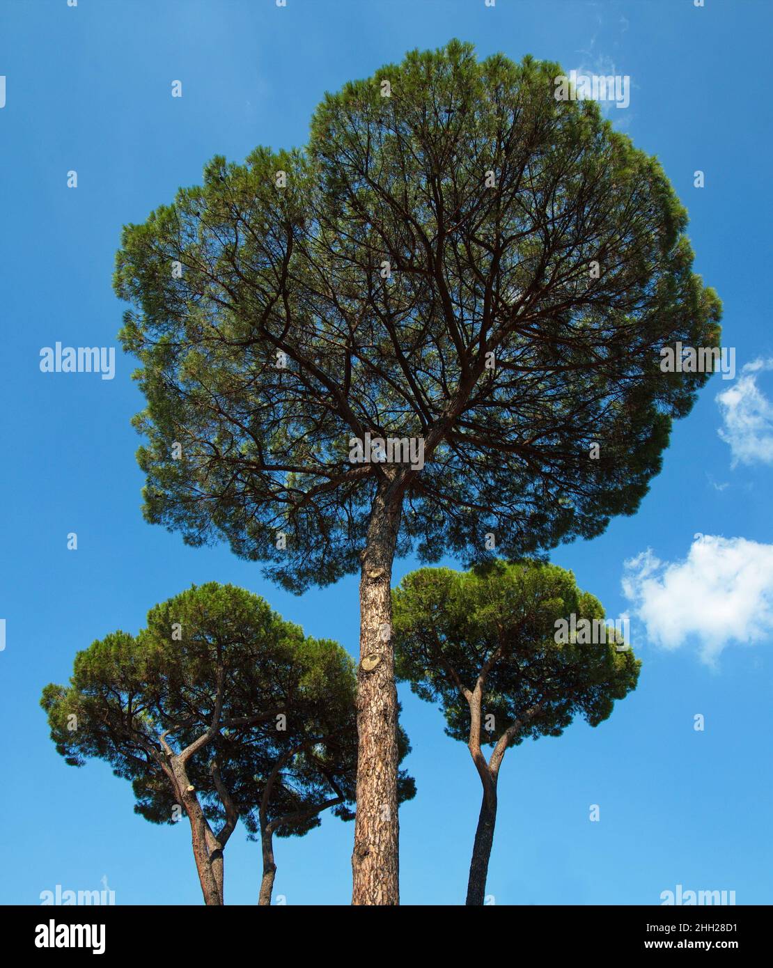 Rom italy hi-res stock photography and images - Alamy