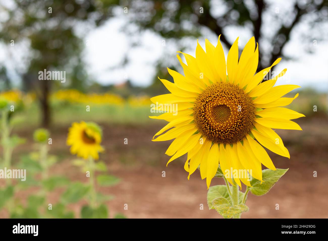Beautiful yellow color sunflower in the agriculture farm background ...
