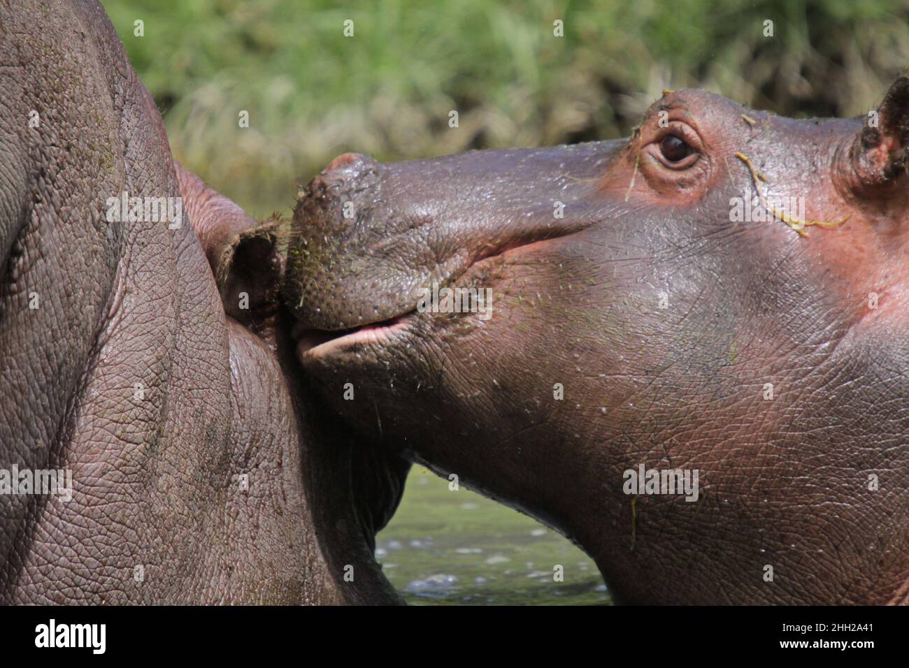 Young hippo with his mother in Okawango river in Namibia in Africa ...