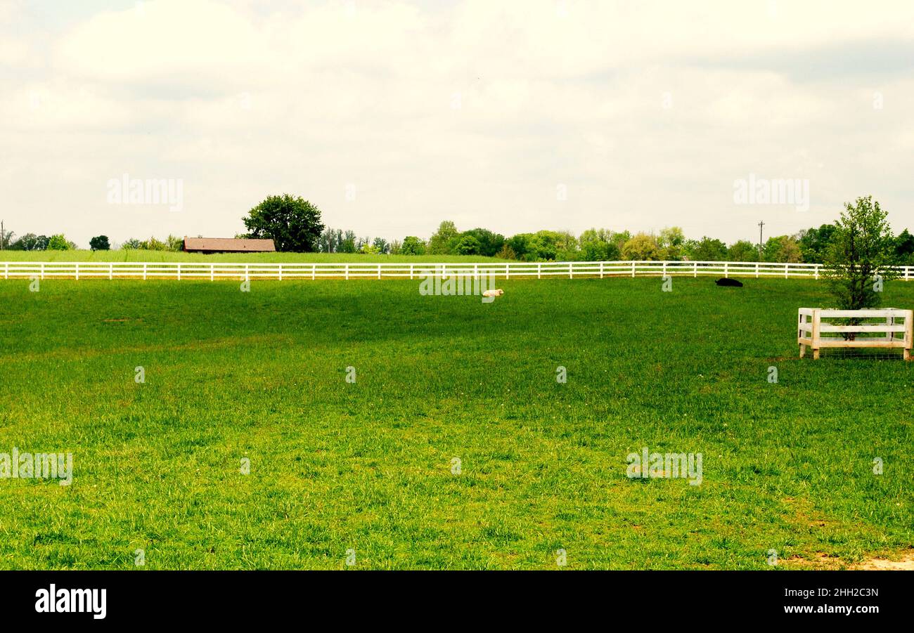 Greenery field with white fence at a farm in USA Stock Photo - Alamy