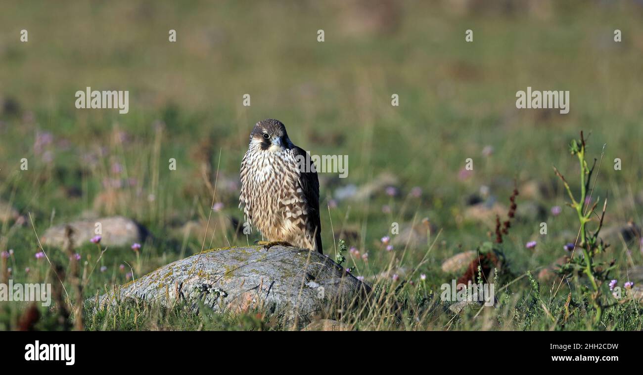 Young Peregrine falcon, Falco peregrinus, resting on stone Stock Photo ...