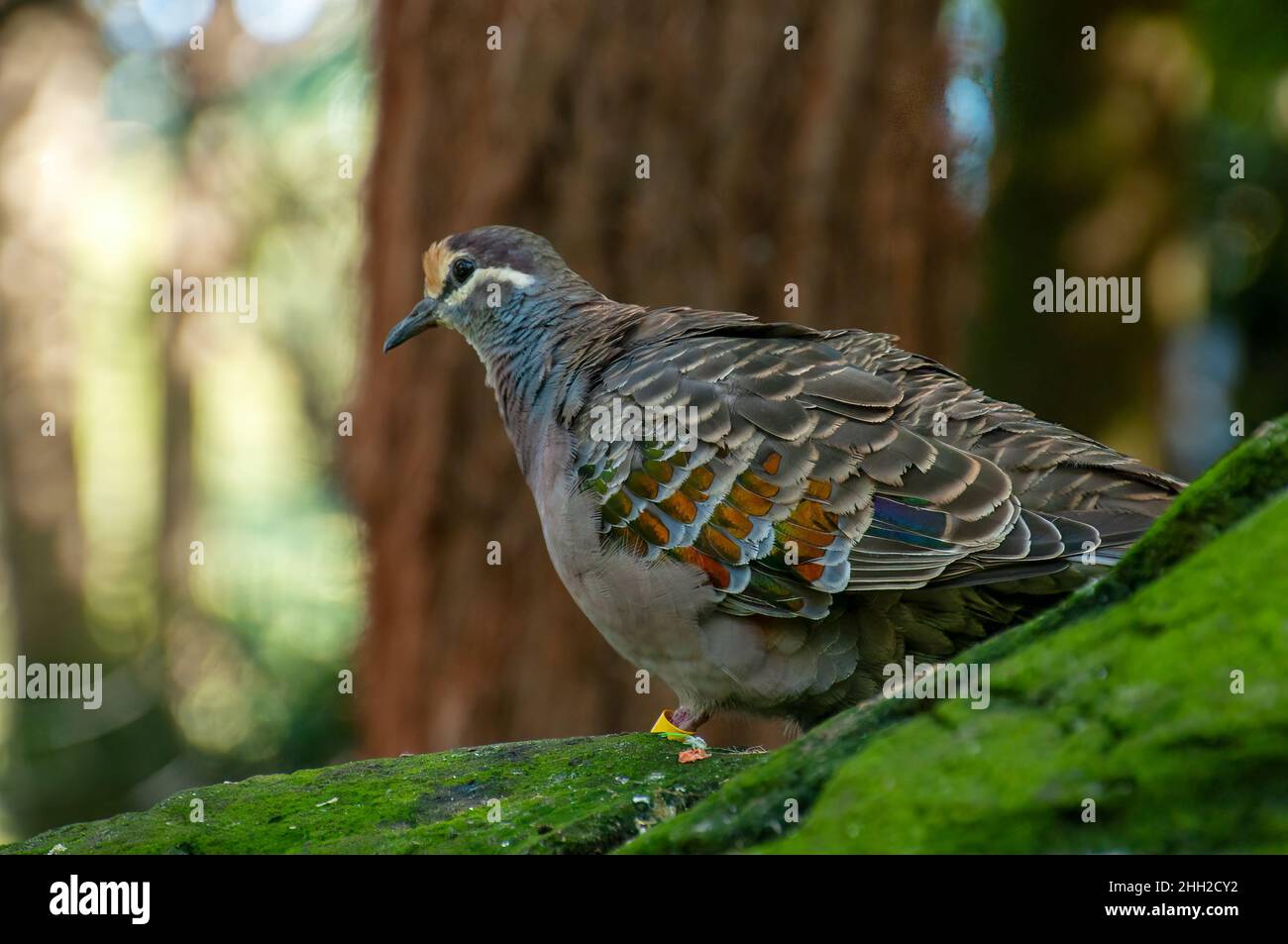 Sydney Australia, Australian native Brush bronzewing pigeon standing on ...