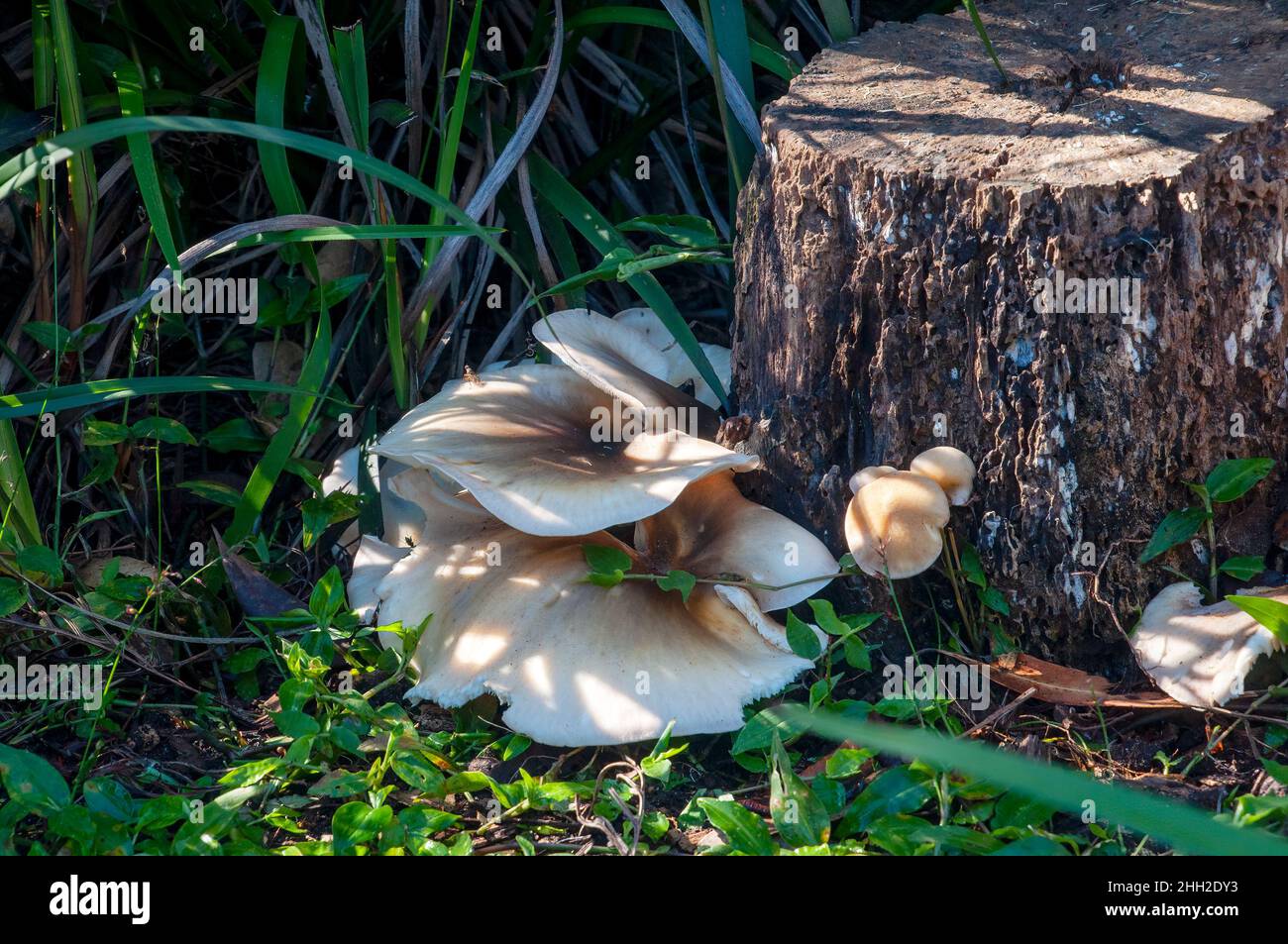 Sydney Australia, mushrooms growing on tree stump Stock Photo - Alamy