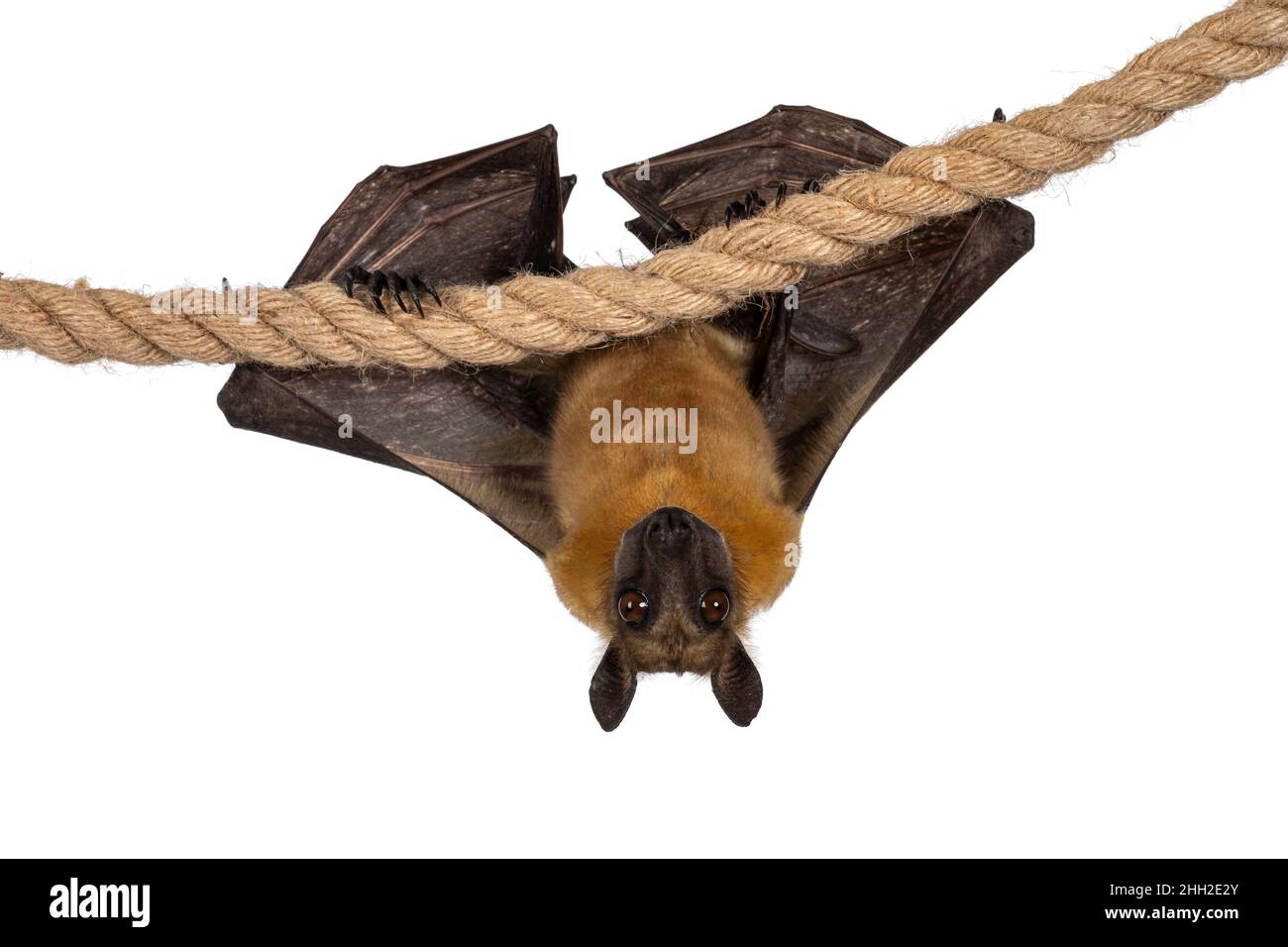 Young adult flying fox, fruit bat aka Megabat, hanging on sisal rope ...