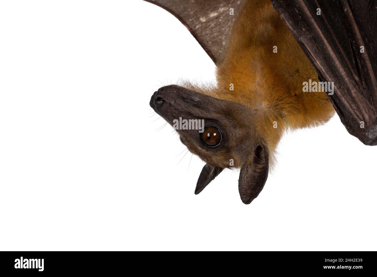 Head shot of young adult flying fox, fruit bat aka Megabat, hanging ...