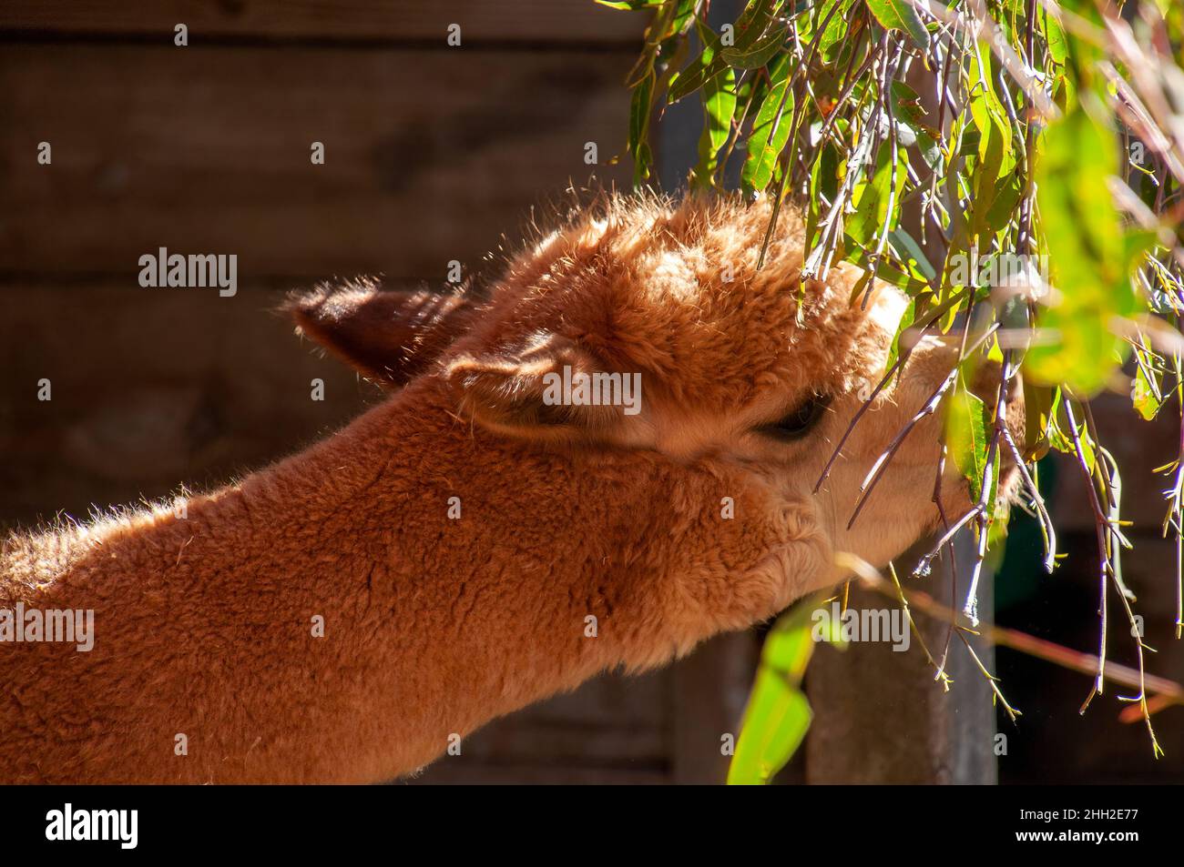 Sydney Australia, young alpaca cub eating leaves from tree Stock Photo ...