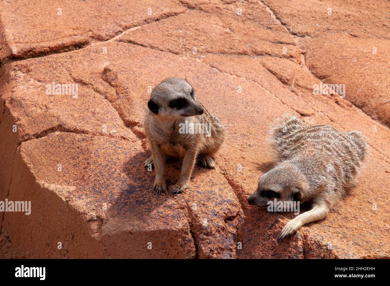 Sydney zoo and meerkats hi-res stock photography and images - Alamy
